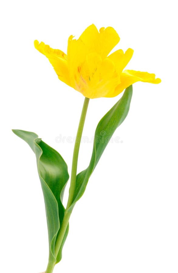 Single tulip flower stock image. Image of single, purple - 209912775