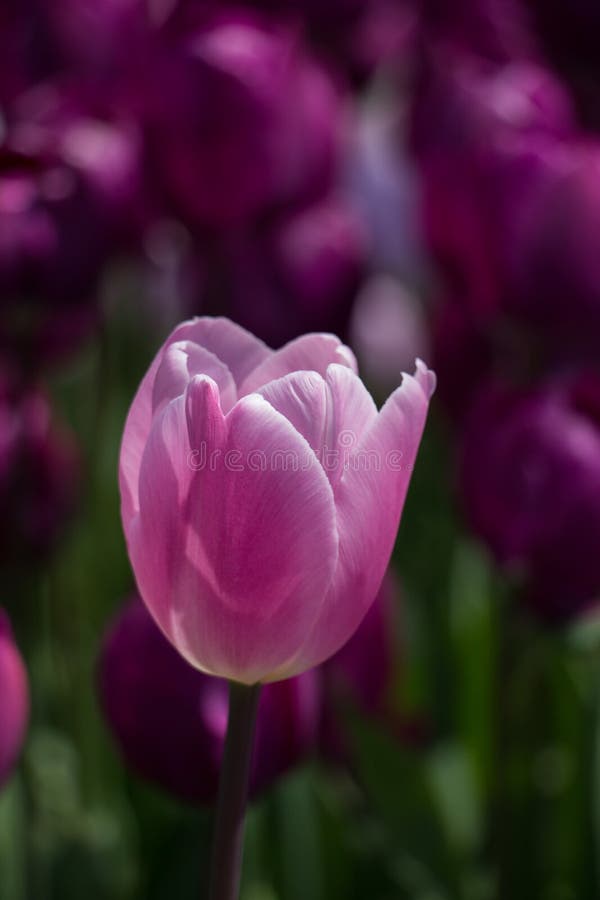 Single Tulip Flower in Spring Season Stock Photo - Image of tulip ...
