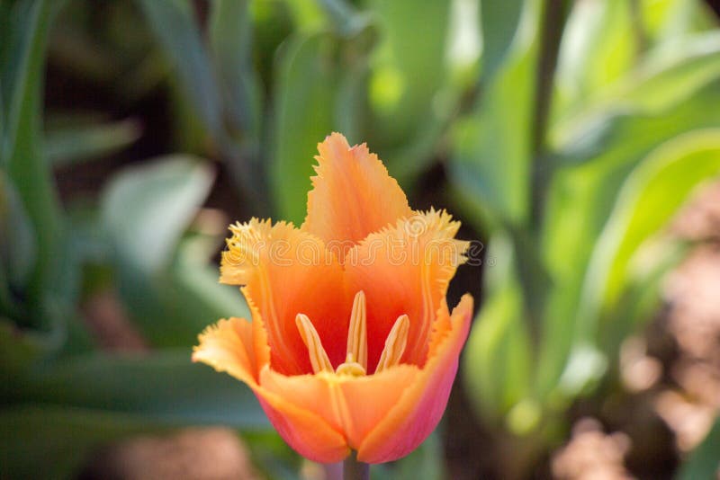 Single Tulip Flower in Spring Season Stock Image - Image of color ...