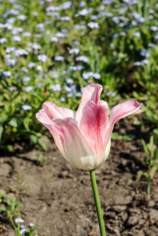 Single Tulip Flower in Spring Season Stock Image - Image of tulips ...