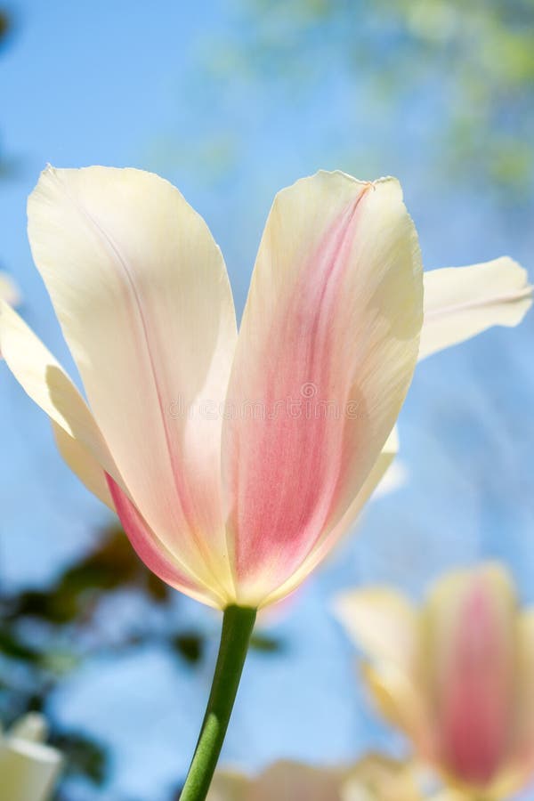 Single Tulip Flower in Spring Season Stock Photo - Image of beautiful ...
