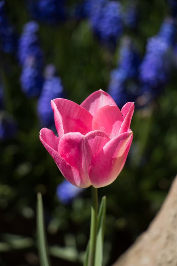 Single Tulip Flower in Spring Season Stock Image - Image of spring ...