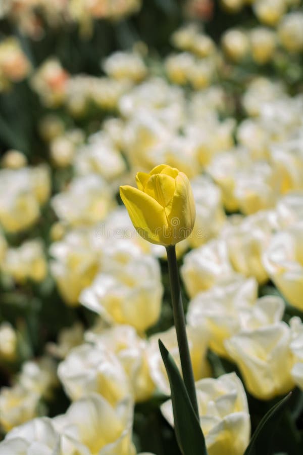 Single Tulip Flower in Spring Season Stock Photo - Image of leaf, petal ...