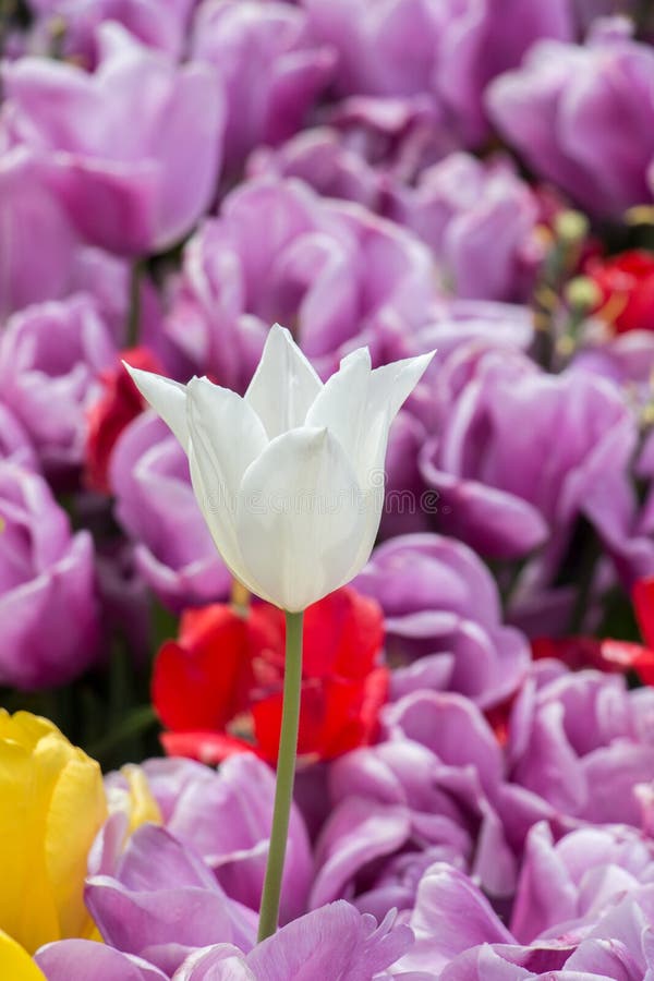 Single Tulip Flower in Spring Season Stock Photo - Image of petal ...