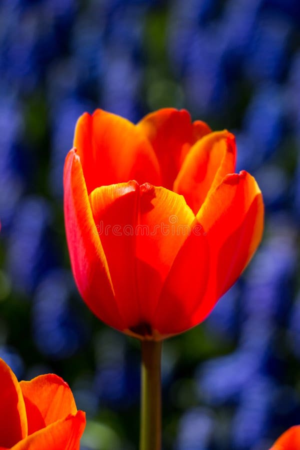 Single Tulip Flower in Spring Season Stock Photo - Image of field ...