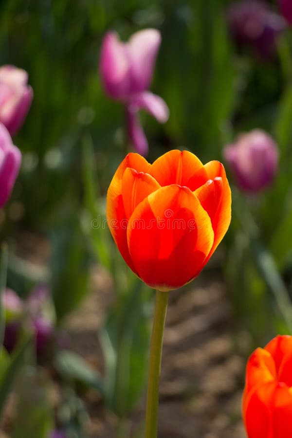 Single Tulip Flower in Spring Season Stock Photo - Image of leaf, tulip ...