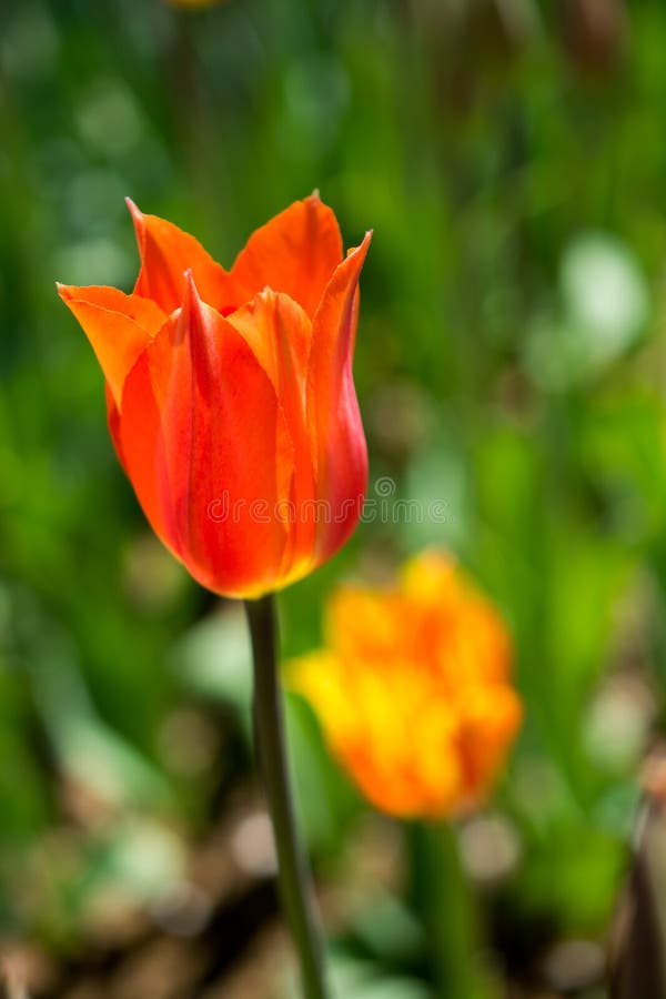 Single Tulip Flower in Spring Season Stock Photo - Image of flowers ...
