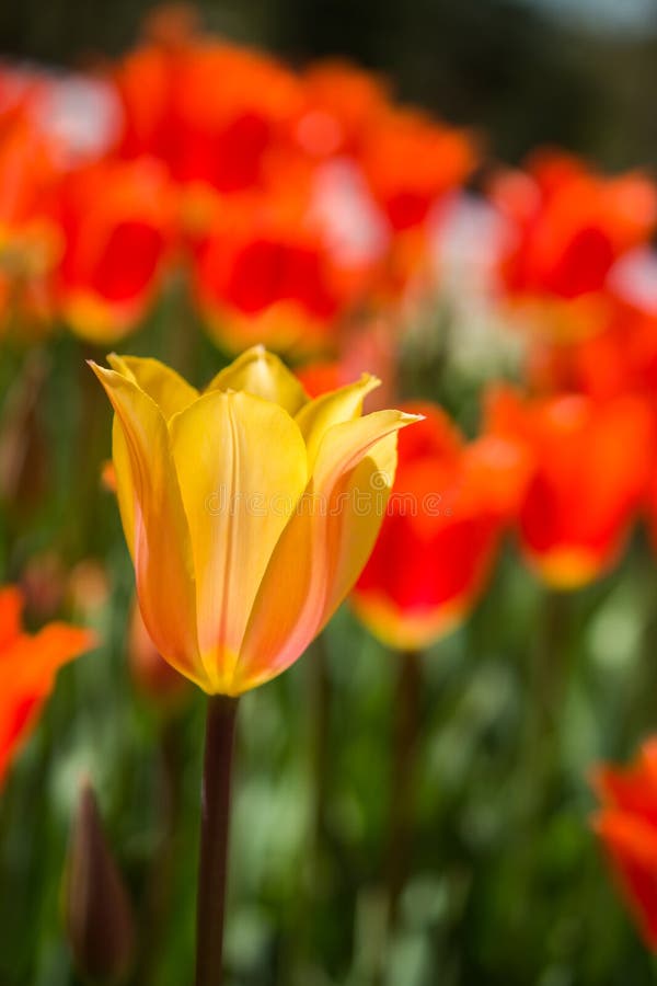 Single Tulip Flower in Spring Season Stock Photo - Image of freshness ...