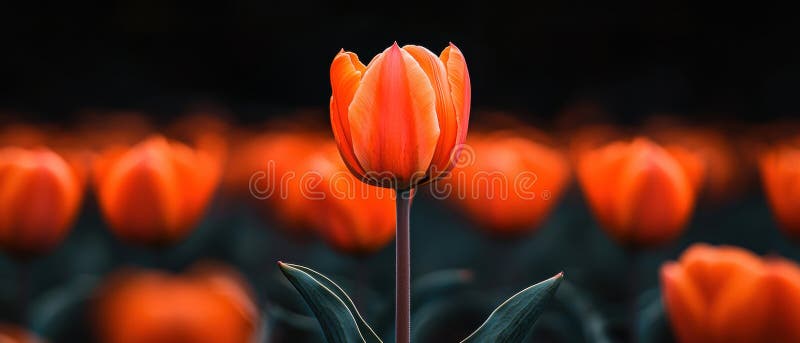A Single Tulip in Full Bloom, with Its Petals Spread Wide Open, Stands ...
