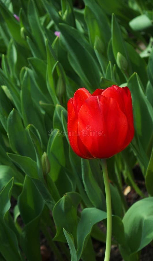 Single tulip. stock photo. Image of single, springtime - 93276074