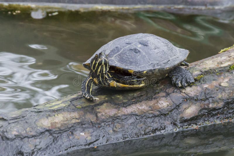 Turtle on tree stump stock image. Image of swamp, wildlife - 14421567