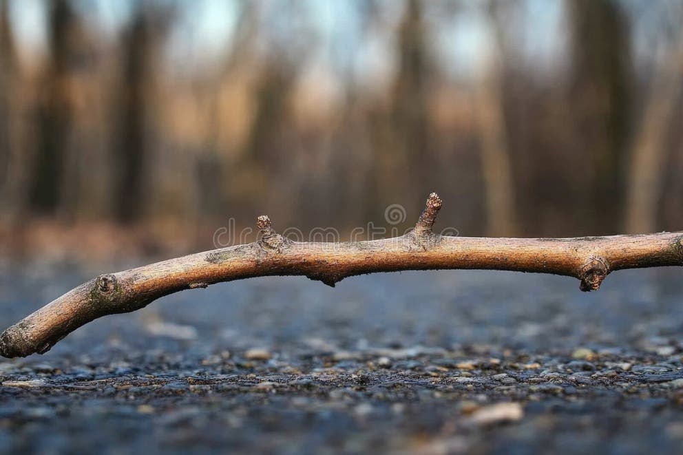 A Single Twig Sticking Out from a Tree Branch Stock Photo - Image of ...