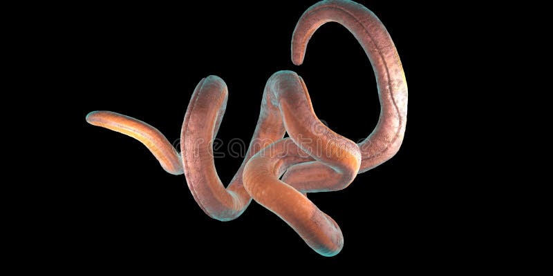 Twisted Nematode Stock Illustrations – 3 Twisted Nematode Stock ...