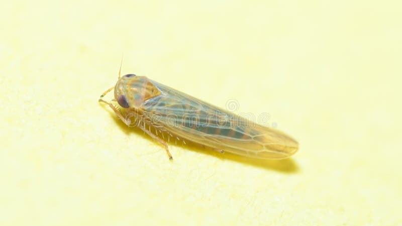 Single Typical Leafhopper, Genus Balclutha Stock Image - Image of genus ...