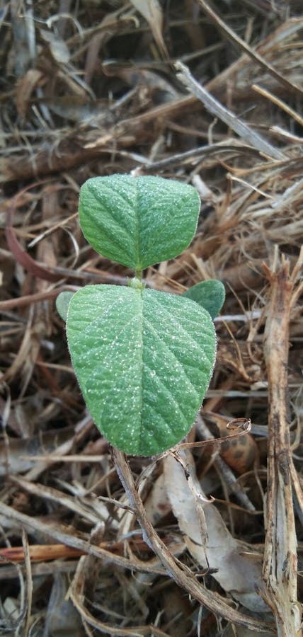 A single udid small plant stock photo. Image of lawn - 218791454