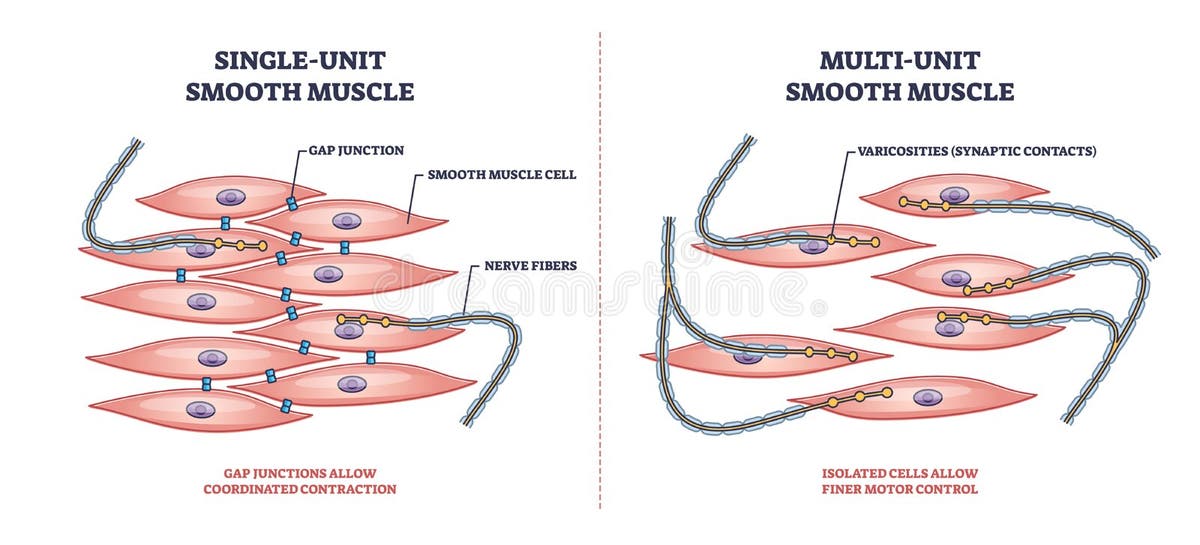 Muscle Motor Unit Stock Illustrations – 8 Muscle Motor Unit Stock ...
