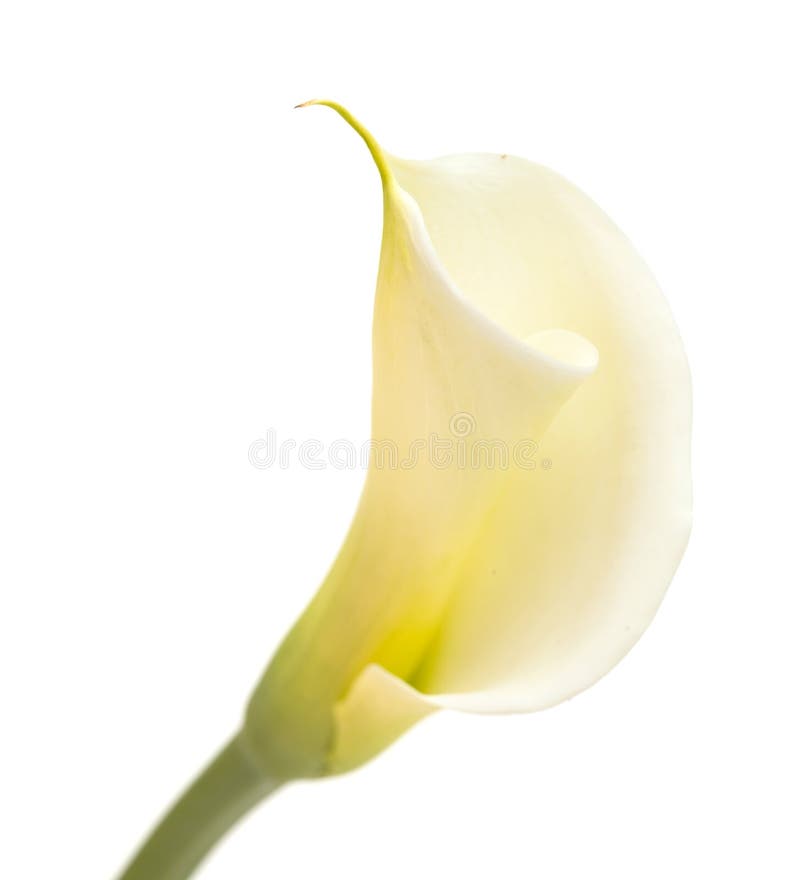 Single unopened calla lily stock photo. Image of life - 171803744