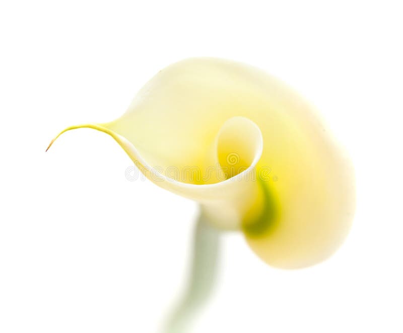 Single unopened calla lily stock photo. Image of blooming - 171803918