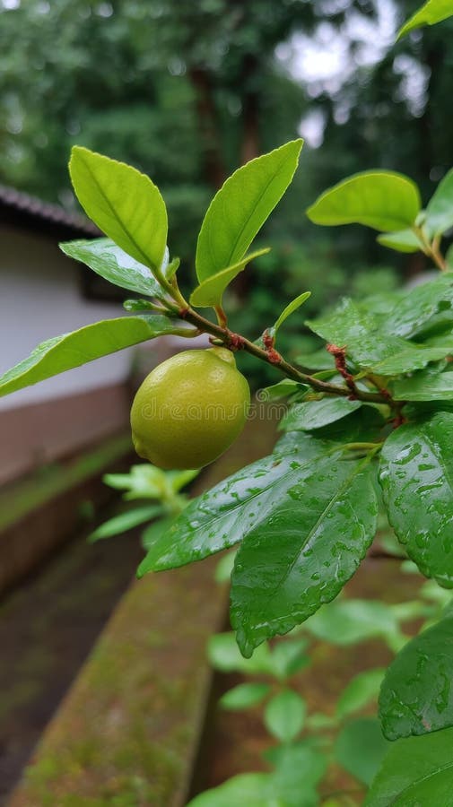 Single Unripe Lemon Hanging on Tree Branch with Green Leaves after ...