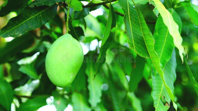 Single Unriped Mango Fruit Hangin on a Branch of the Tree. Stock ...
