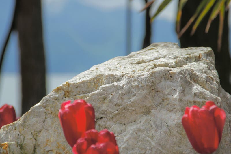 Single Unusual Stone and Beautiful Red Tulips Stock Image - Image of ...