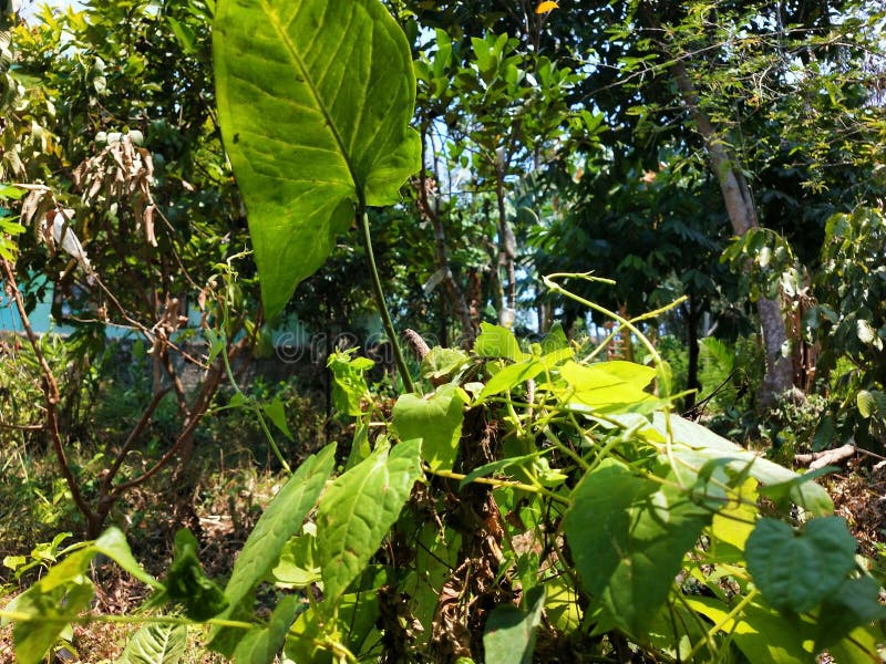 193 Single Upright Leaf Stock Photos - Free & Royalty-Free Stock Photos ...