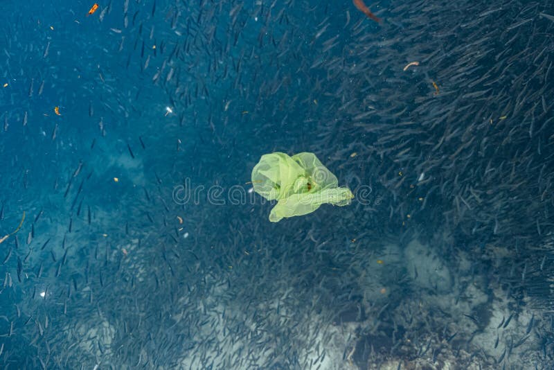 Single-use Plastic in a Shallow Reef. Plastic is a Major Contributor of ...