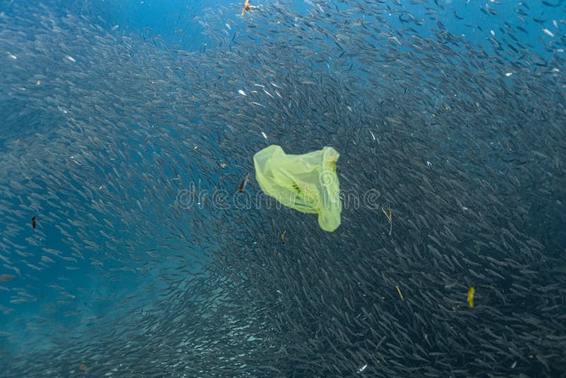 Single-use Plastic in a Shallow Reef. Plastic is a Major Contributor of ...