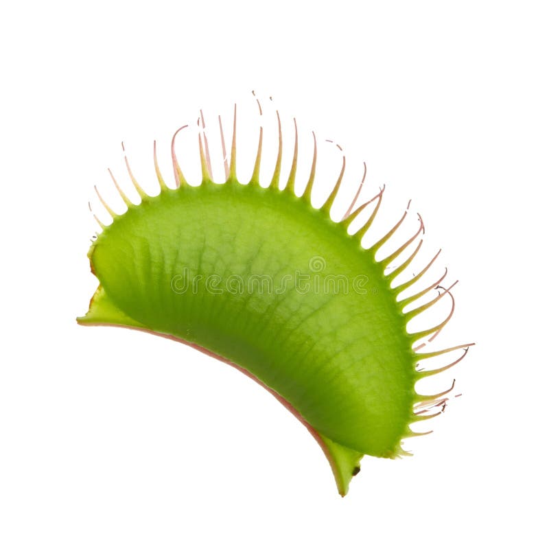 Single Venus Flytrap Leaf with Clipping Path, Isolated on Transparent Background Stock Image ...