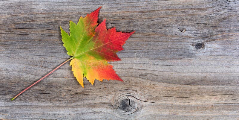 Single Vibrant Autumn Maple Leaf on Rustic Wood Stock Photo - Image of ...