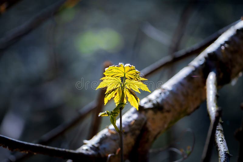 Single, Vibrant Green Leaf is Emerging from a Tree Branch Stock Image ...