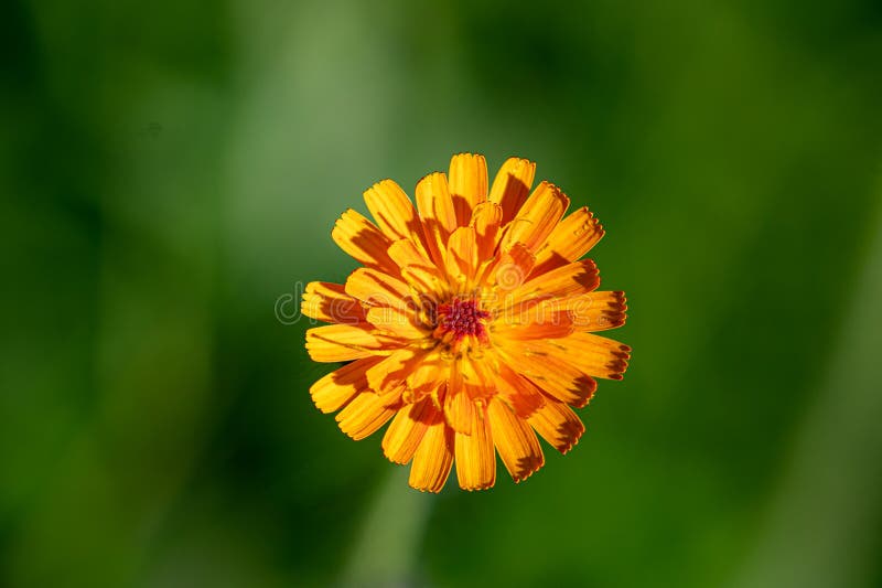 Vibrant Orange, Pilosella Aurantiaca, Orange Hawk Bit, Devil`s ...