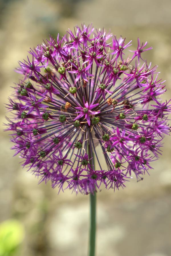 A Vibrant Pink Allium Flower Stock Image - Image of horticulture, flora ...