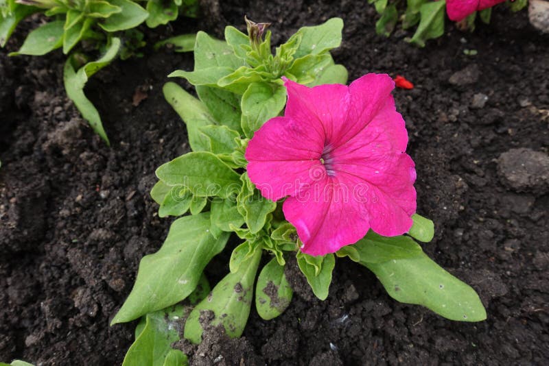 Single Vibrant Pink Flower of Petunia Stock Image - Image of leaf ...