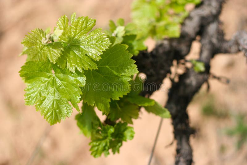 Single vine branch stock photo. Image of growing, rows - 13716434