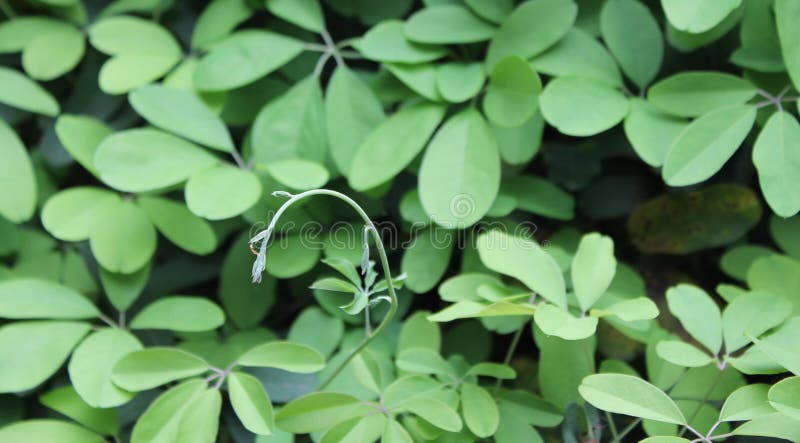 Single Vine stock image. Image of single, plants, spring - 40025129