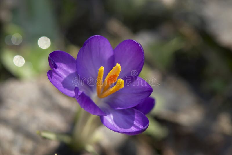 Single violet crocus stock photo. Image of nature, violet - 12291404