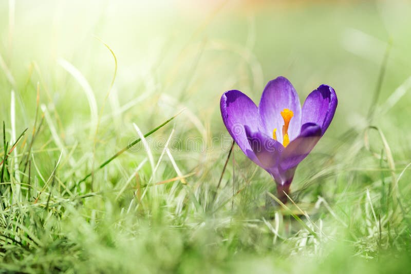 Single Violet Crocus Flower at March Stock Photo - Image of flowers ...