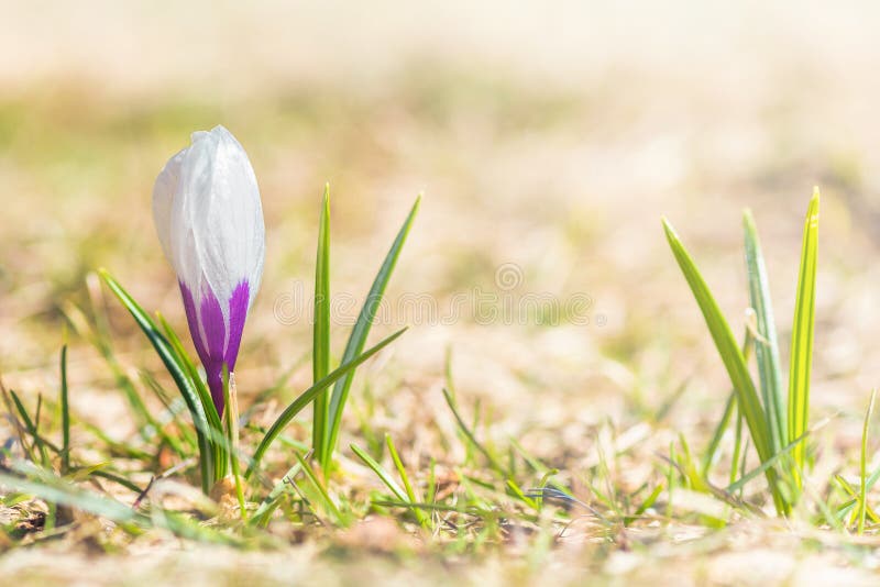 Single Violet Crocus on the Grass Stock Image - Image of bloom, garden ...