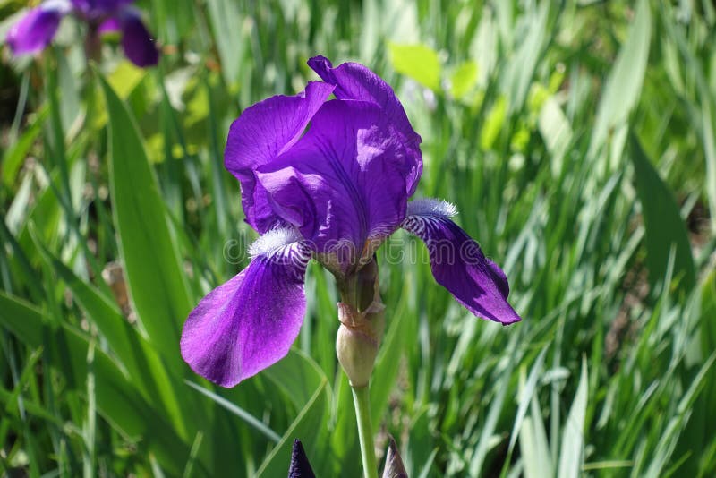 Single Violet Flower of Bearded Iris with White Lines Stock Image ...