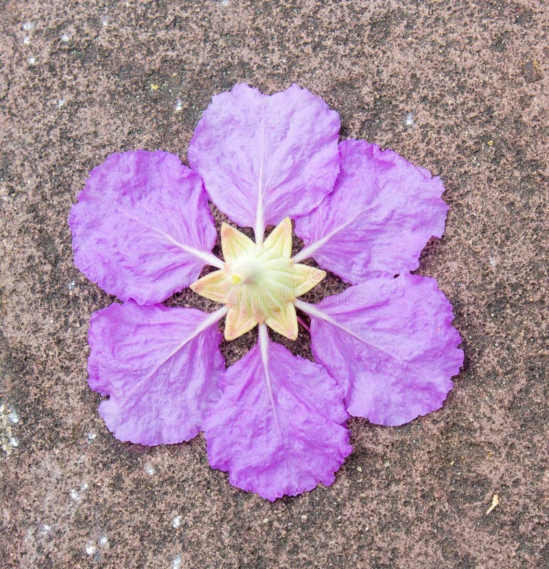 Single Violet Flower on Cement Background Stock Image - Image of color ...