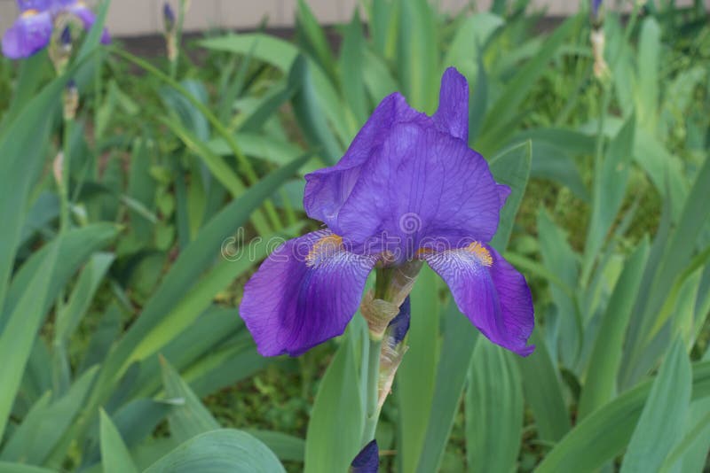 Single Violet Flower of Iris Germanica Stock Photo - Image of germanica ...