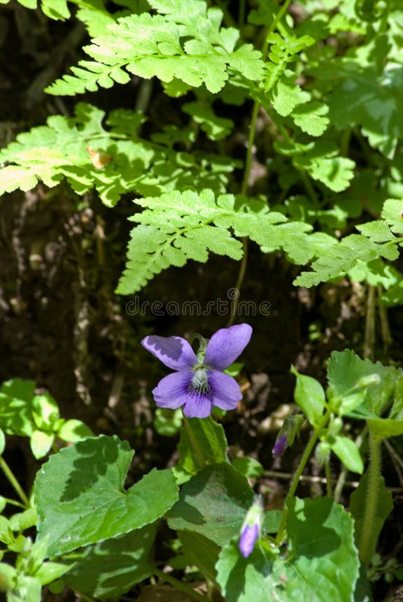 Violet and Ferns stock image. Image of color, ferns - 227002681