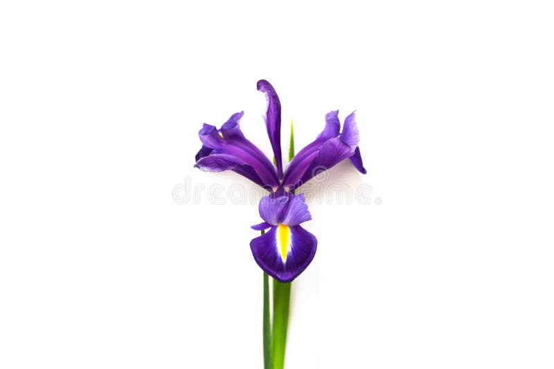 Single Violet Iris Flowers on a White Background. Minimalist Floral ...