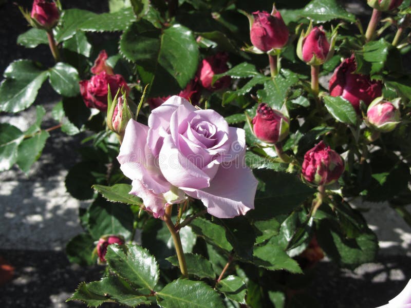 Single Violet Rose Flower with Red Roses Around in Spring Stock Image ...
