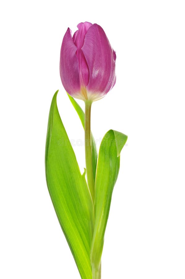 Single violet tulip stock image. Image of outdoors, violet - 30935415