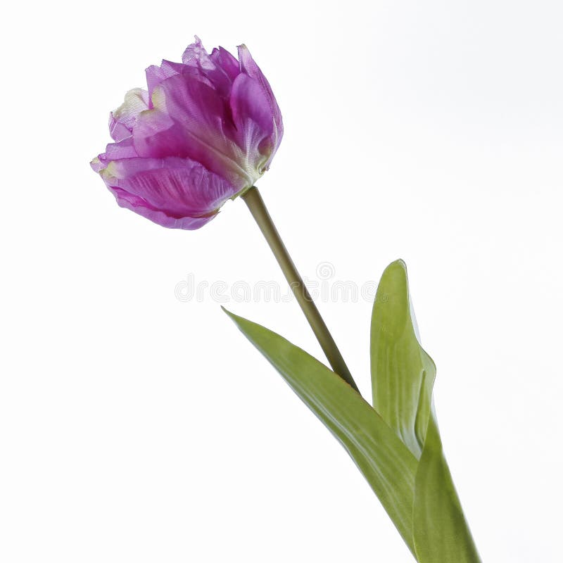 Single Violet Tulip Isolated on White Background Stock Photo - Image of ...