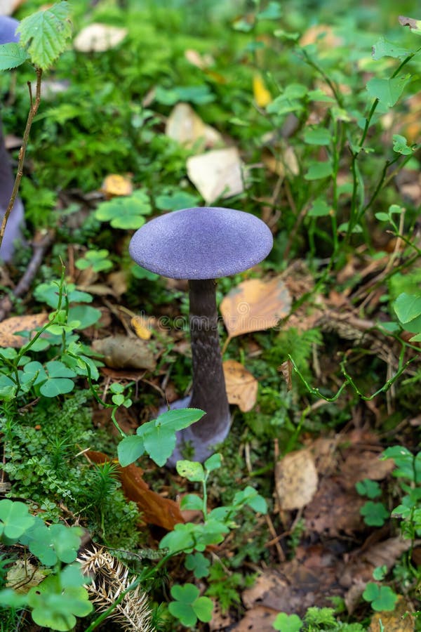 Single Violet Webcap (Cortinarius Violaceus) Mushroom in Forest Stock ...