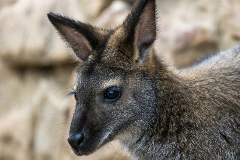Single Wallaby Kangaroo Close Up Stock Image - Image of grey, animal ...
