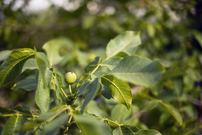 Single walnut on a branch. stock photo. Image of close - 130617546